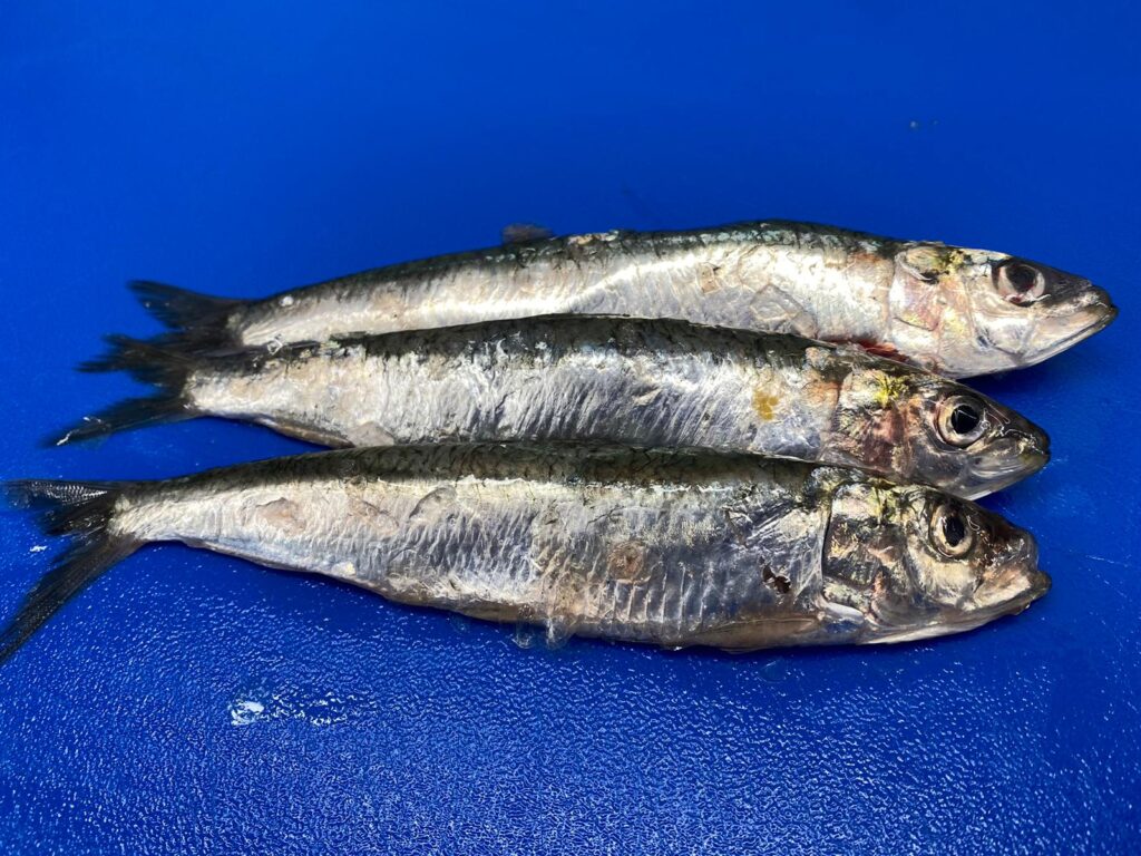 Penclawdd Cockles – Albatross Fisheries