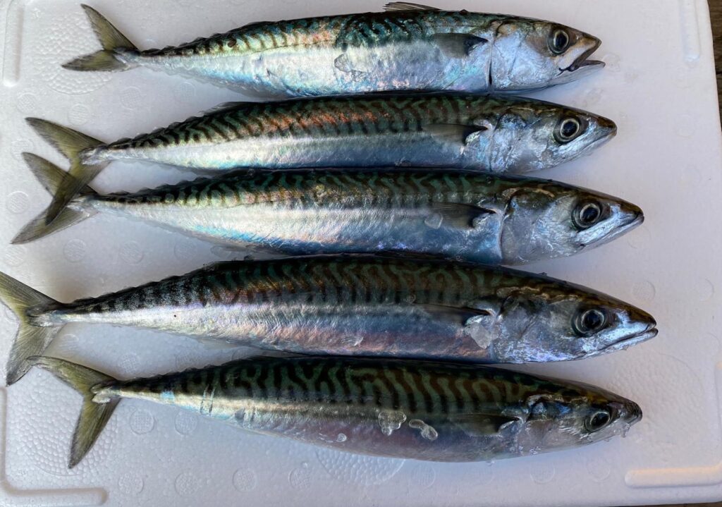 Fresh Fish – Albatross Fisheries